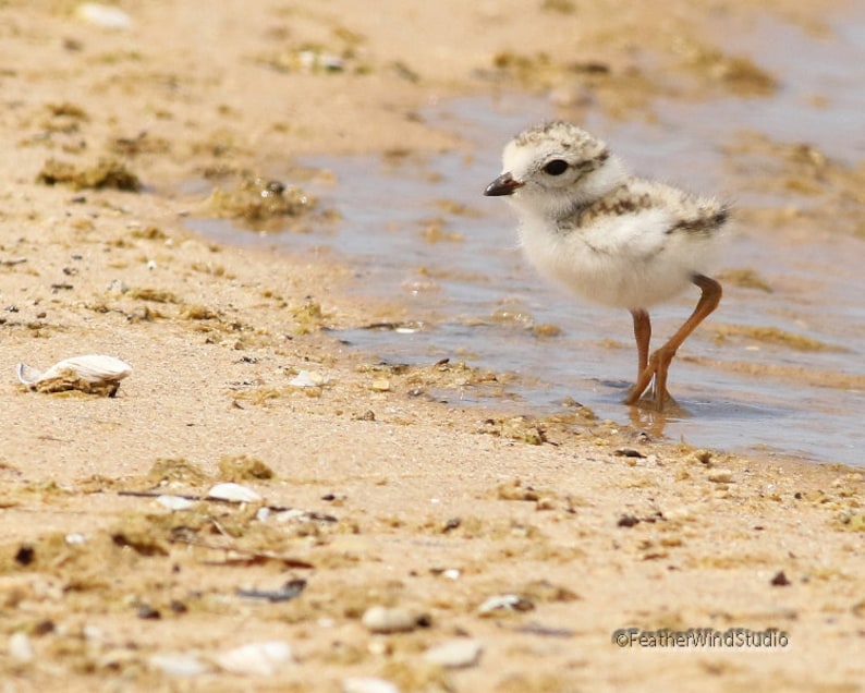 Piping Plover Photo | Baby Bird Print | Shorebird Photography | Nature ...