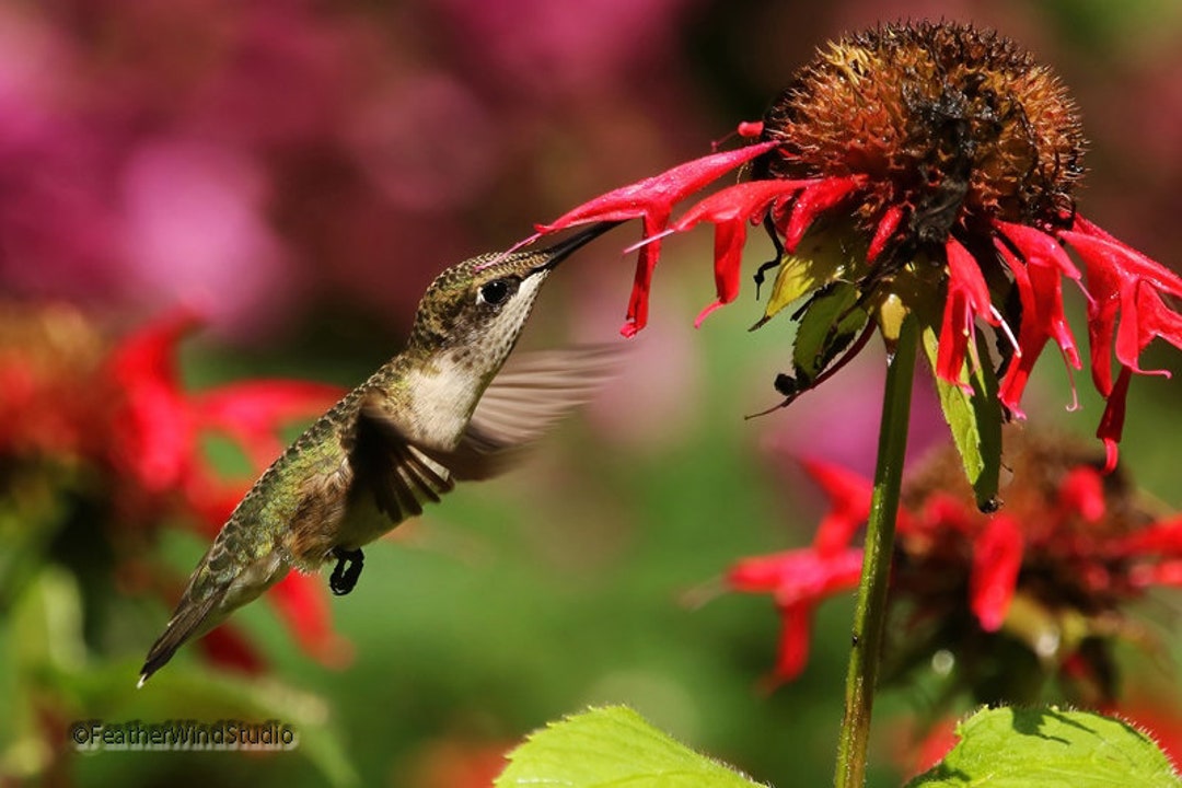Ruby Throated Hummingbird Photo | Fine Art Garden Photography | Bee ...