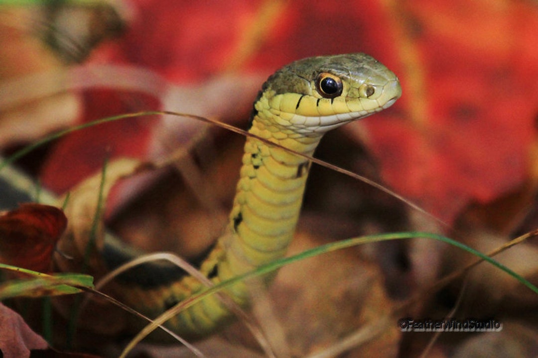 Eastern Garter Snake Photo Reptile Photography Boys Room Wall Art ...