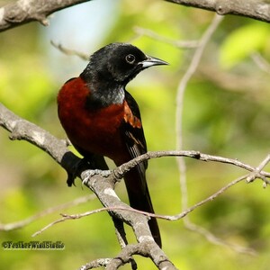 Orchard Oriole Print | Burnt Orange Bird Photo Art | Summer Songbird ...