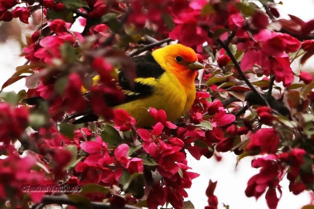 Western Tanager Print | Spring Bird Wall Art | Songbird and Flower ...
