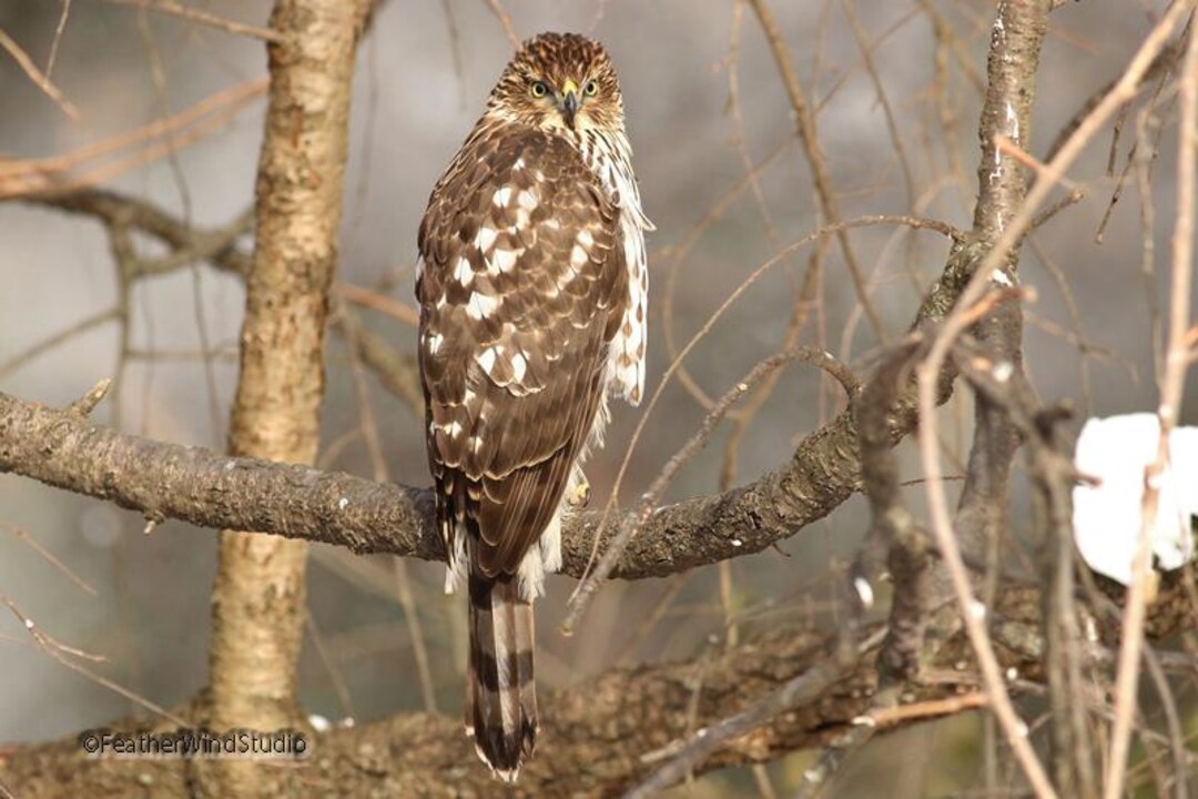 Coopers Hawk Photo | Fine Art Raptor Photography | Nature Wall Hanging ...