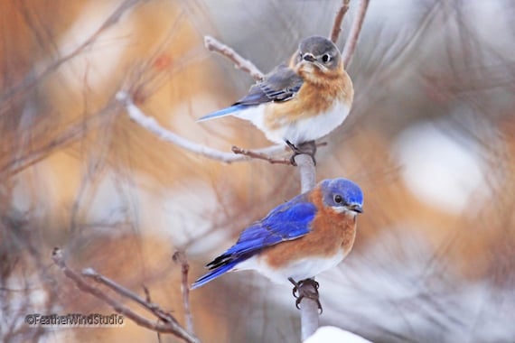 Eastern Bluebirds Photo Blue Rust White Bird Art Soothing - Etsy