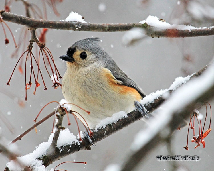 Tufted Titmouse Photo | Winter Bird Snow Photography | Gray Nature Home ...