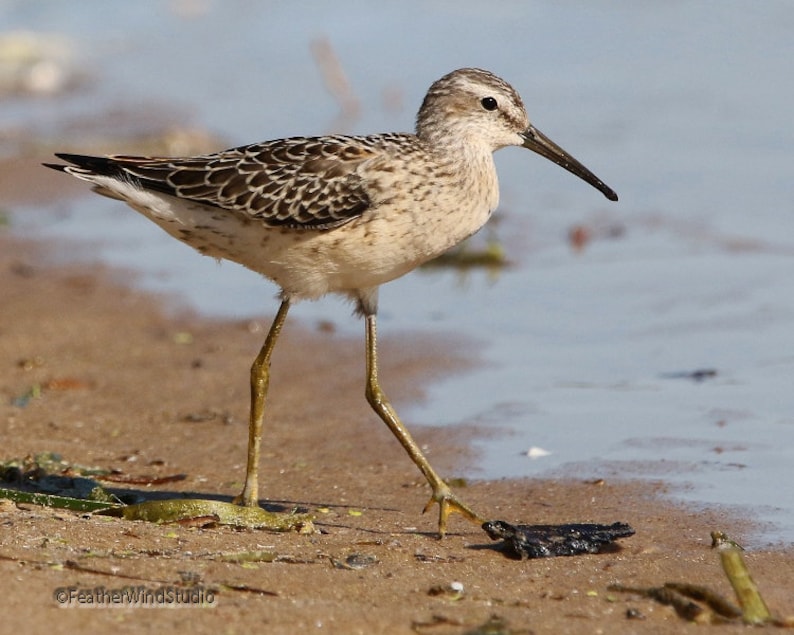 Stilt Sandpiper Photo | Shorebird Photography | Bird Wall Art | Beach ...
