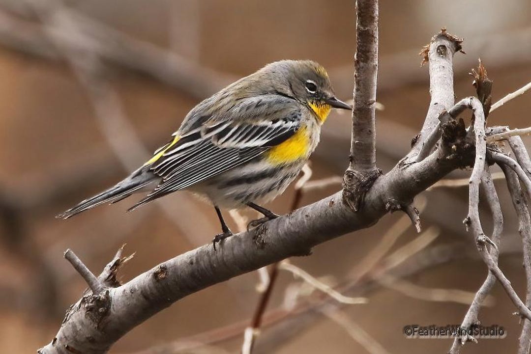 Yellow Rumped Warbler Photo | Bird Photography | Warbler Themed Wall ...