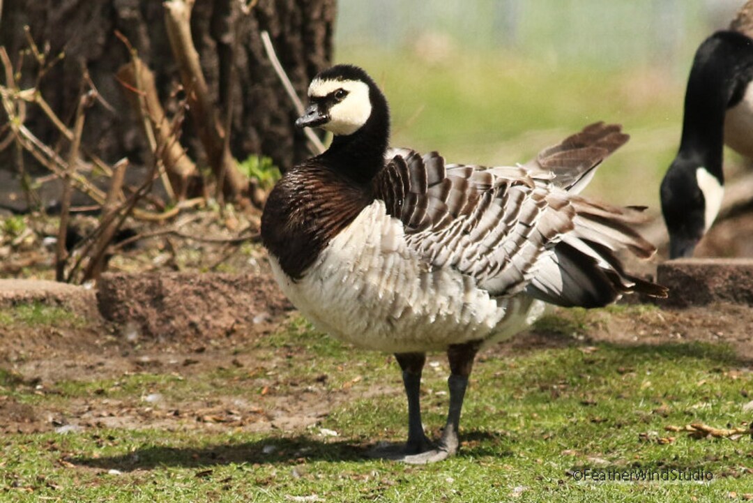 Barnacle Goose Photo | Bird Photograph | Nursery Nature Décor ...