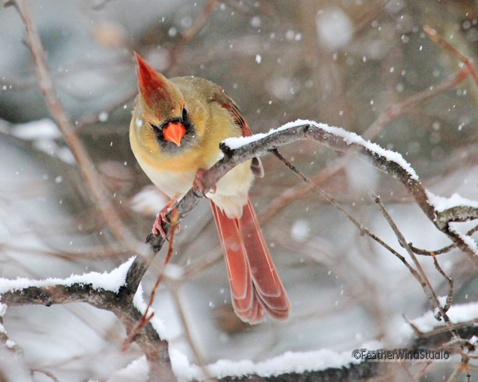 Northern Cardinal Photo | Winter Bird Photography | Bird in Snow Wall ...