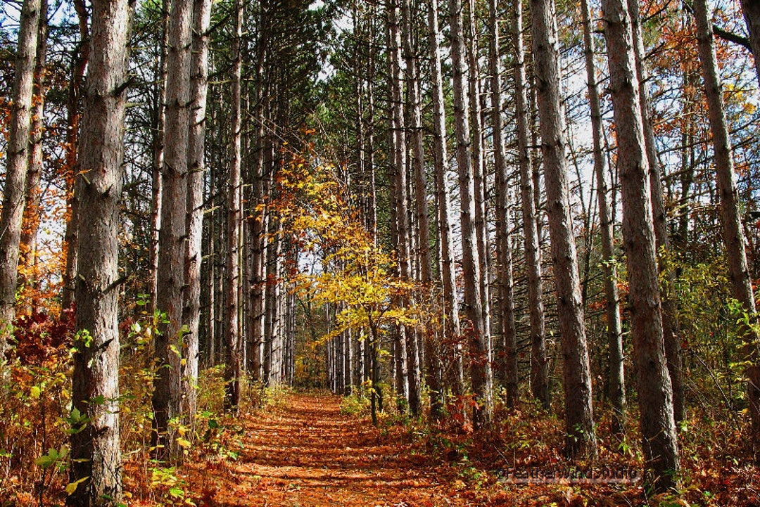 Fall Landscape Photography | Wooded Nature Trail | Colorful Forest ...