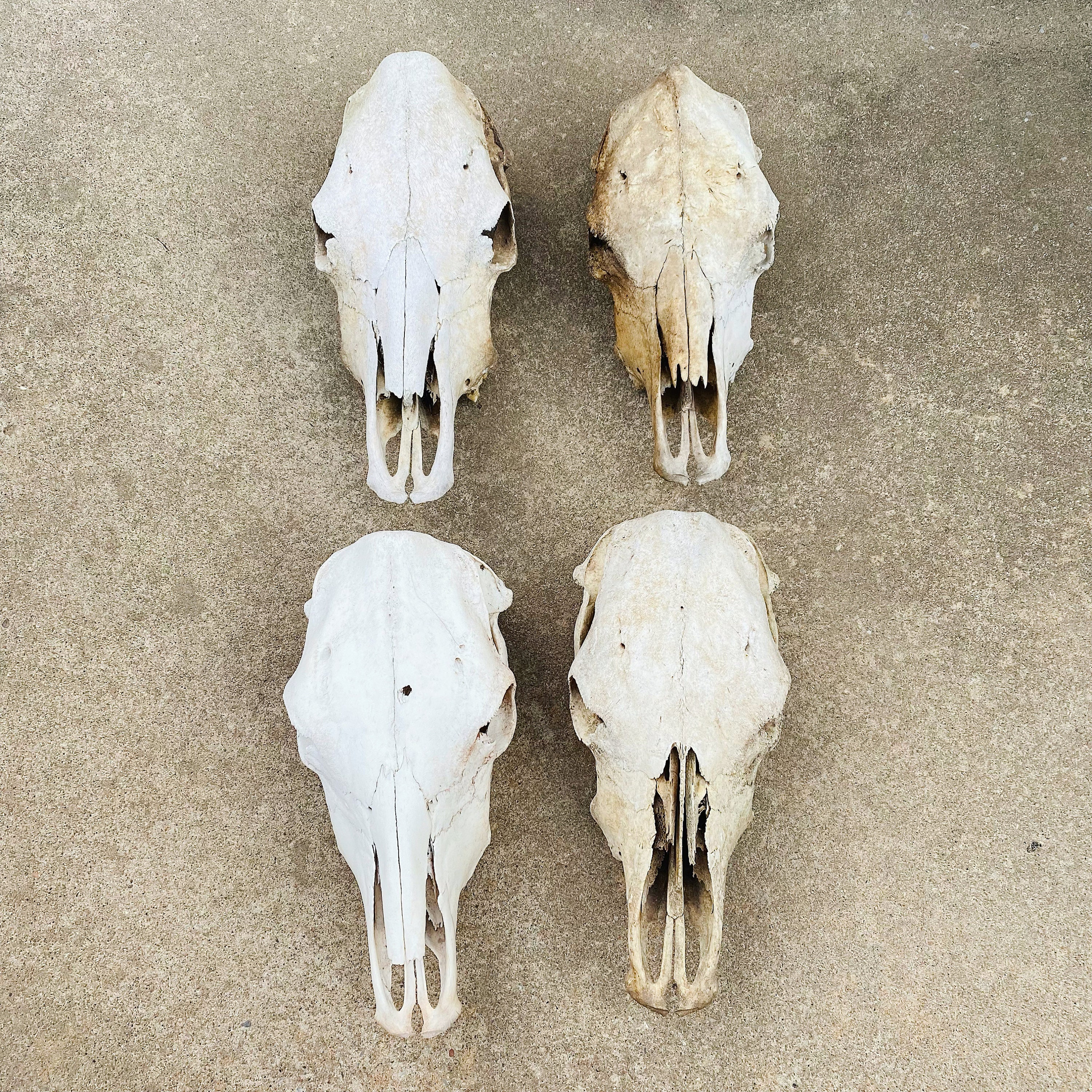 Real Cow Skull