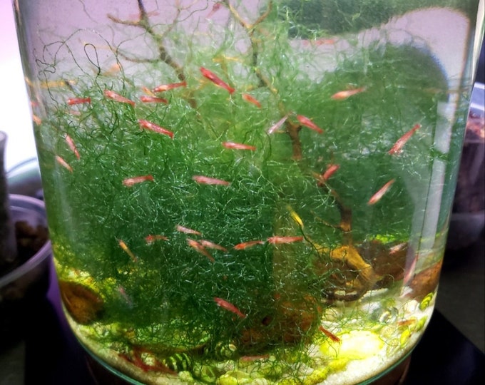 Chaeto Chaetomorpha Brackish Water Macro Algae for Opae Ula Hawaiian ...