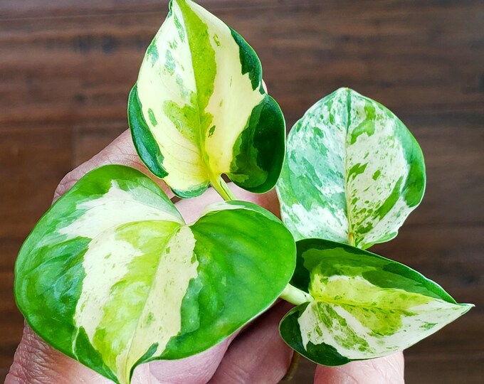 RARE ~ Rooted Japanese Global Pothos Epipremnum Aureum 4+ Leaf TOP Cut ...