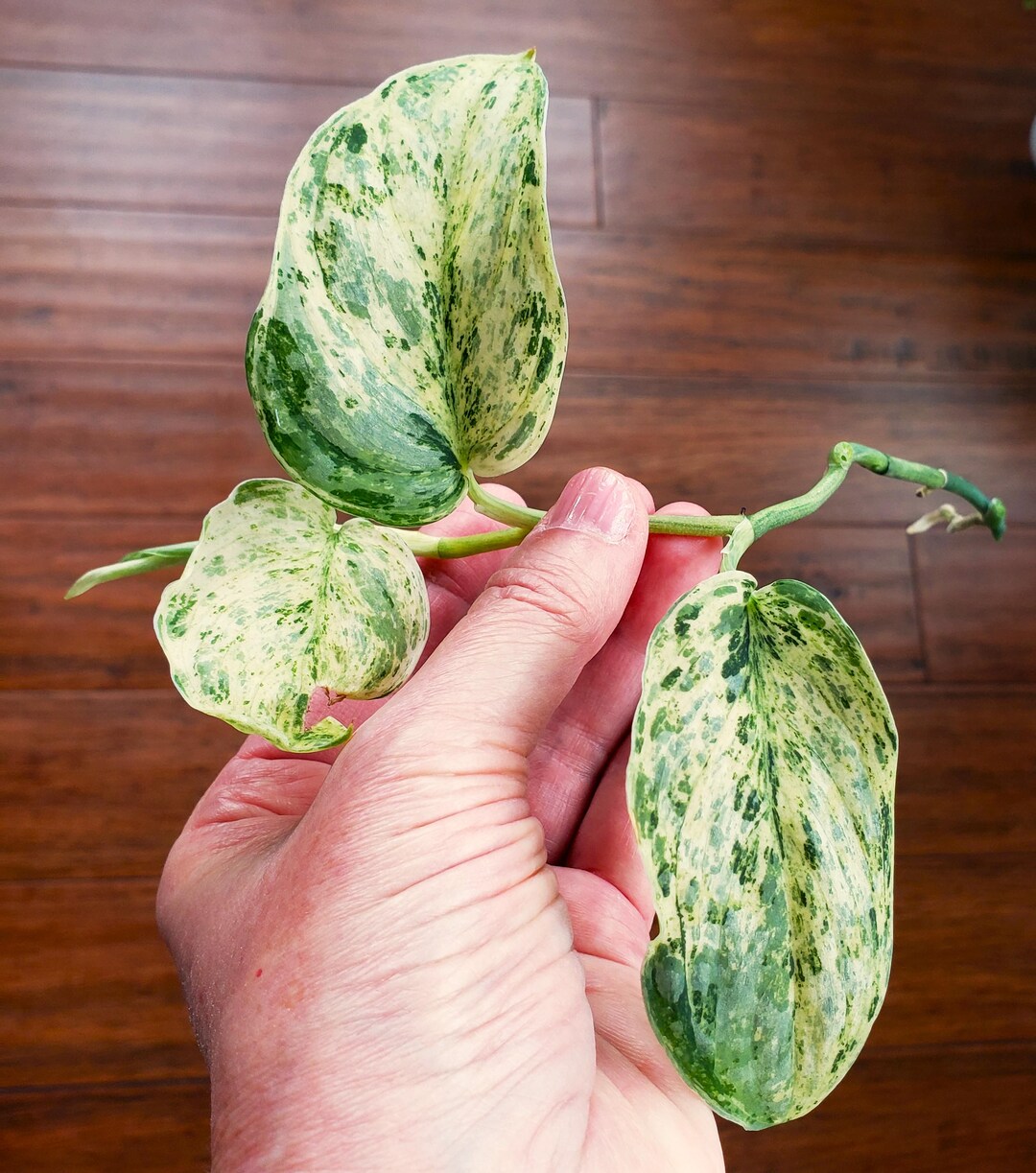 ROOTED TOP Cut Scindapsus Peasun Variegated Scindapsus Pictus ~ Ships ...