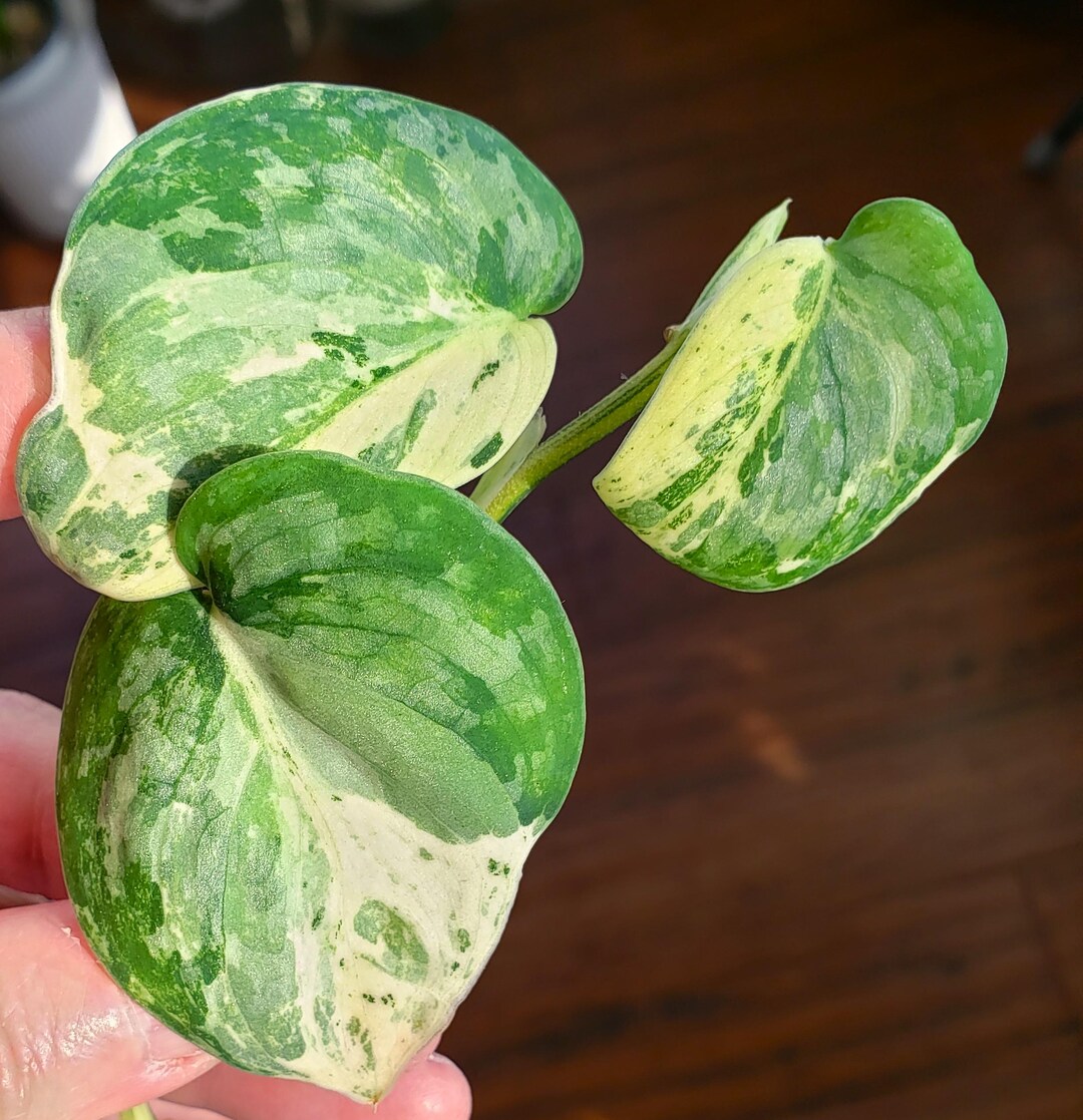 ROOTED TOP Cut Scindapsus Peasun Variegated Scindapsus Pictus ~ Parent ...