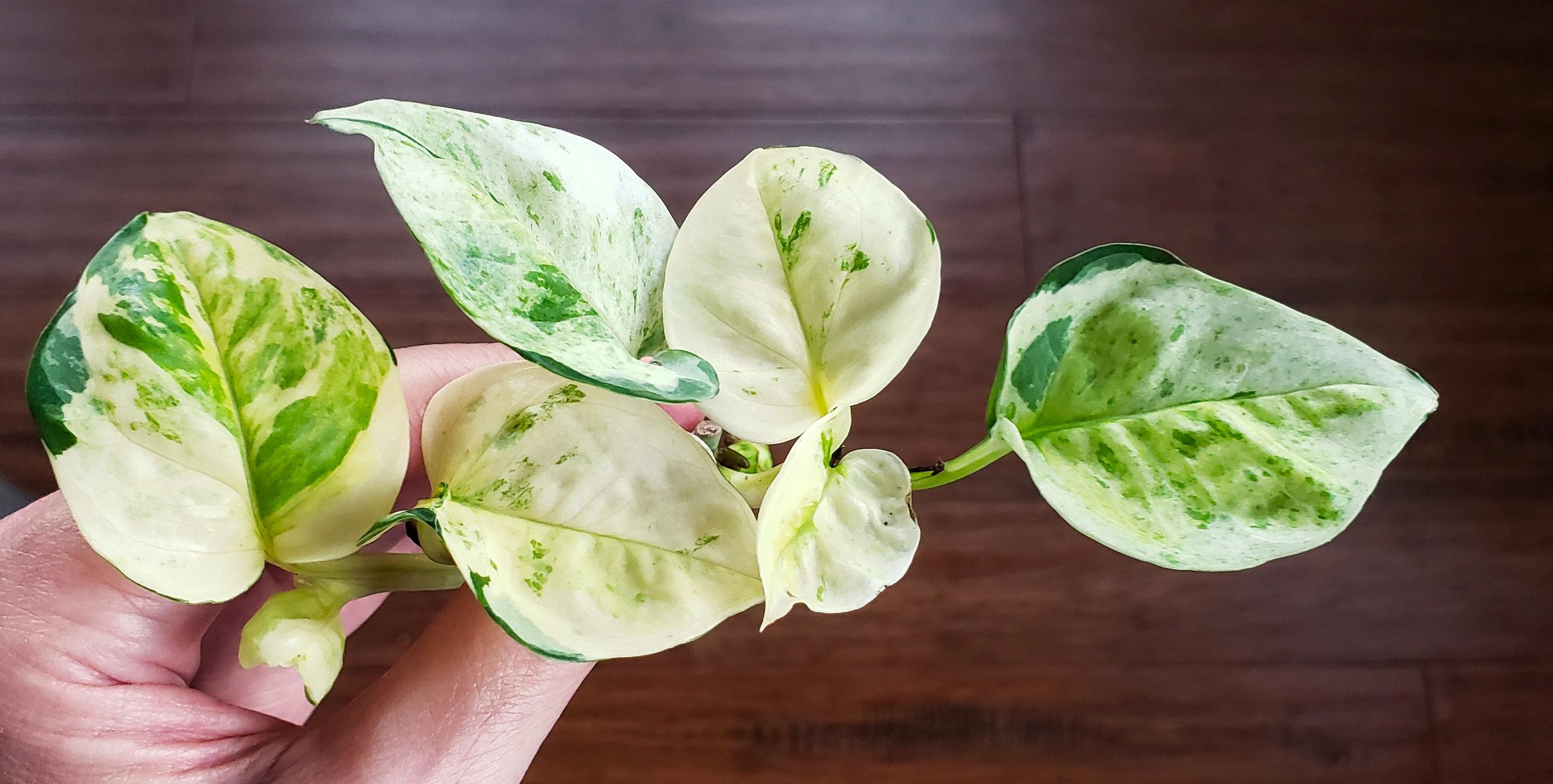 RARE ~ 2 TWO Rooted Japanese Global Pothos Epipremnum Aureum Cutting ...