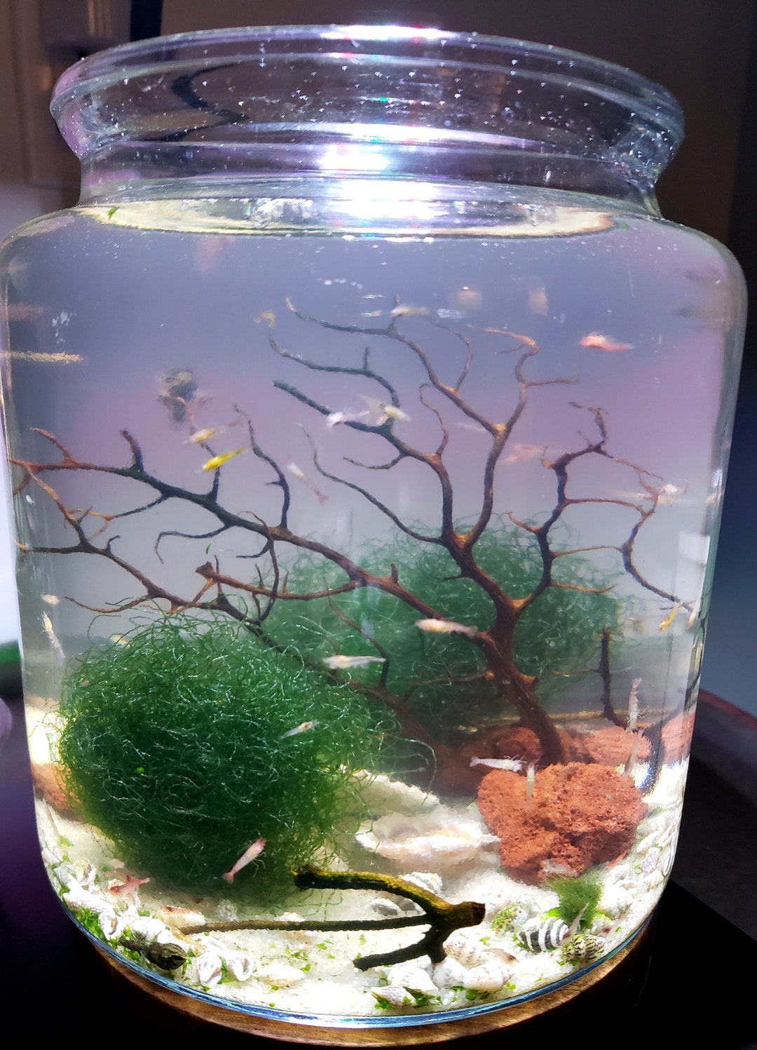 Chaeto Chaetomorpha Brackish Water Macro Algae for Opae Ula Hawaiian ...