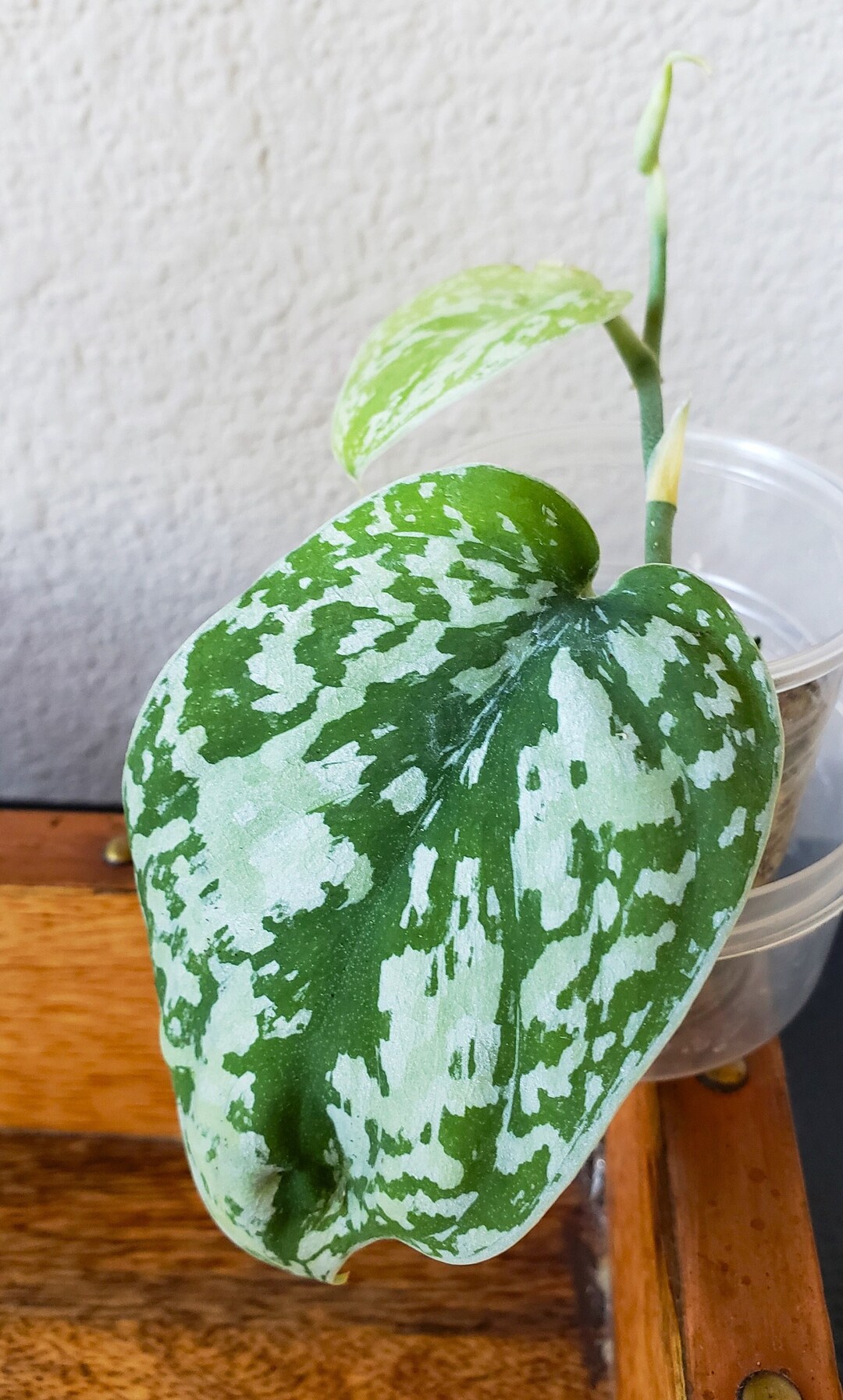 FREE Ship Eligible ROOTED Scindapsus Silver Tri-color Active Growing ...