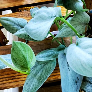 Scindapsus Sooo Silver Variegated Top Cut ROOTED ~ Ships in Sphagnum ...