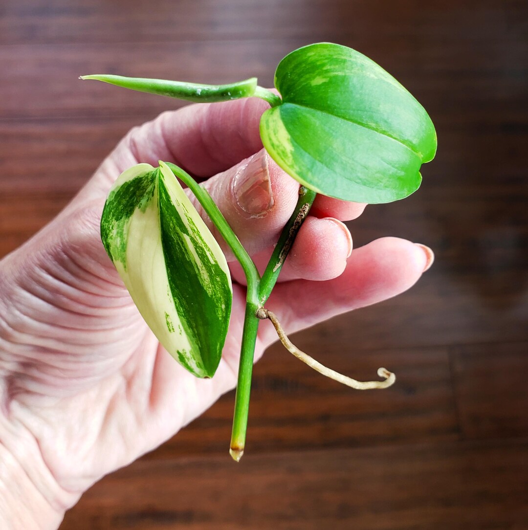FREE Ship Eligible Scindapsus Blue Aurea Variegated Rooted TOP CUT ...