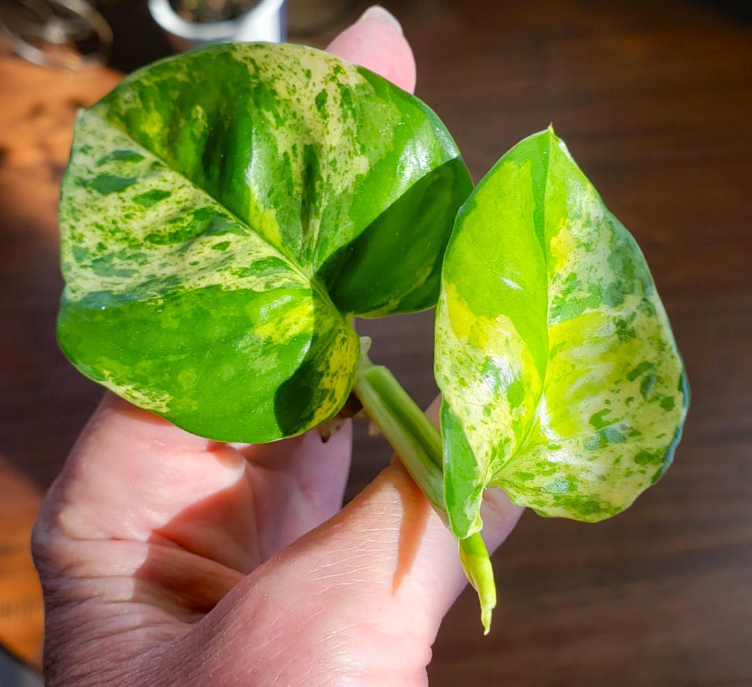 RARE japanese Global Pothos Epipremnum Aureum Rooted Highly Variegated ...