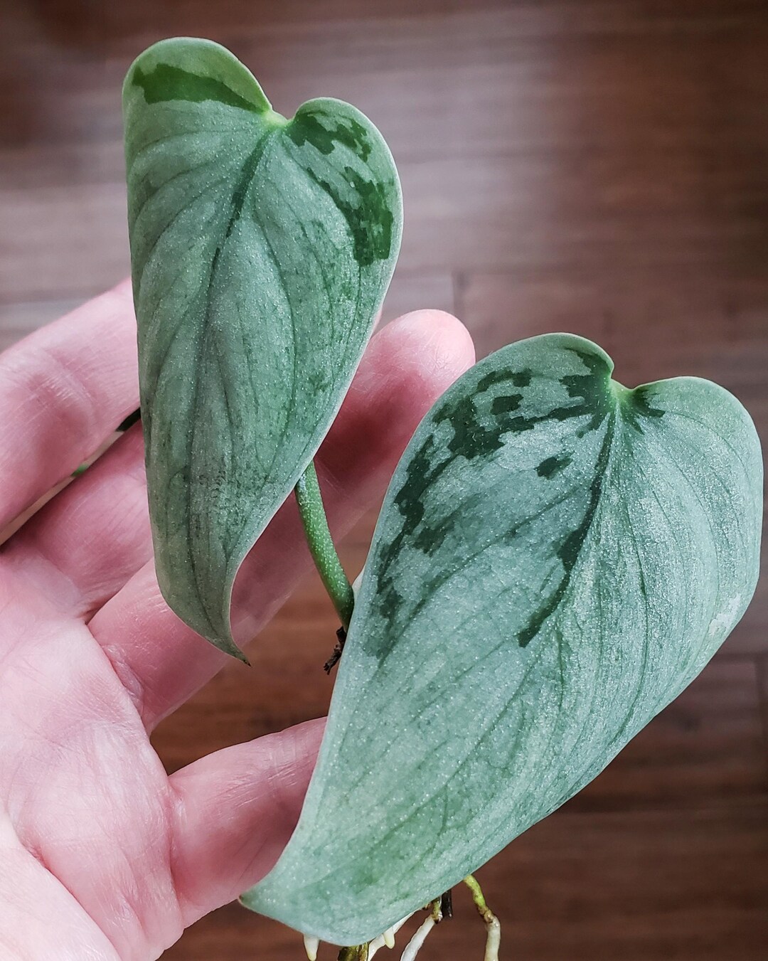 Scindapsus Sooo Silver Variegated Top Cut ROOTED ~ Ships in Sphagnum ...