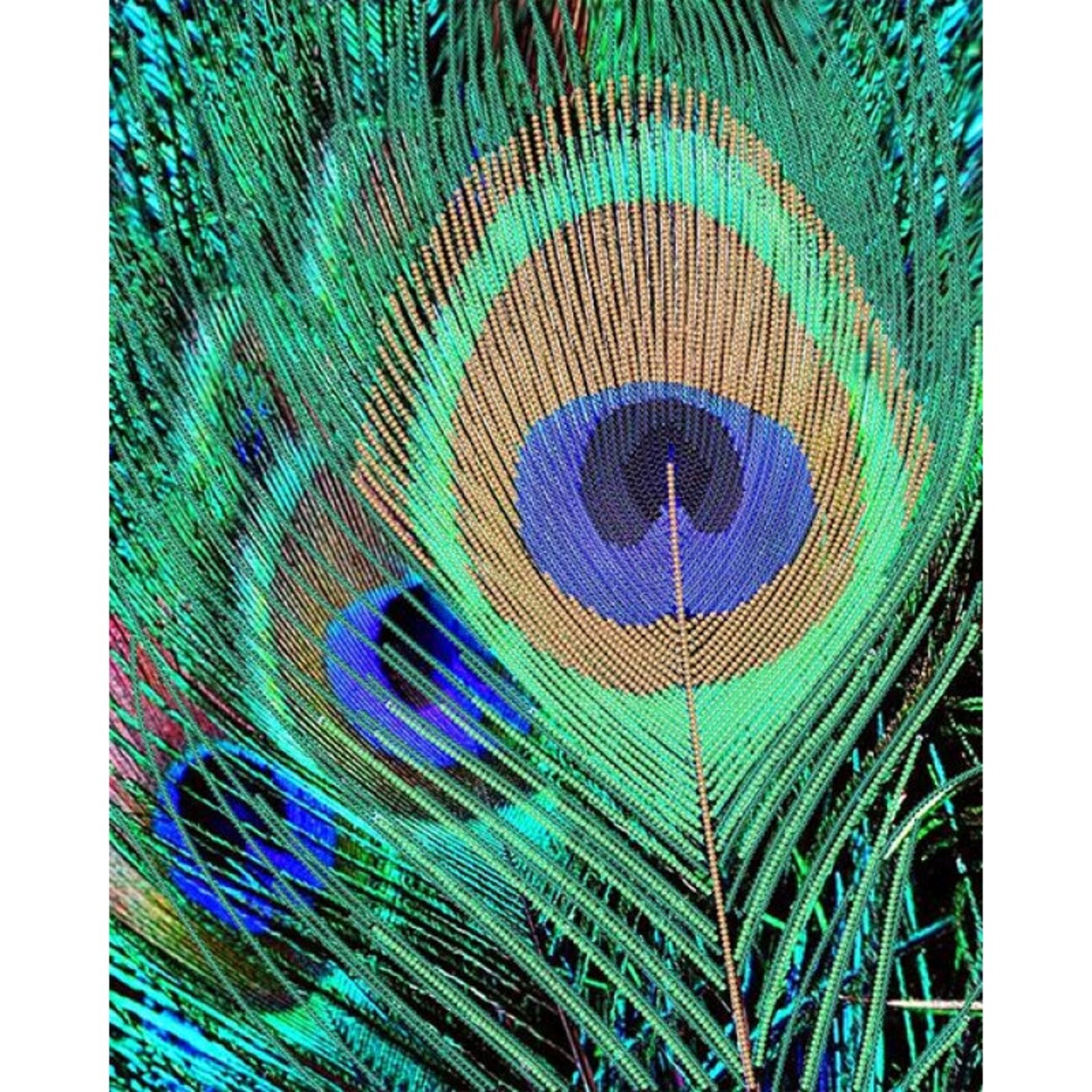 Bead Embroidery Kit Peacock Feather DIY Beadwork Kit Beading - Etsy