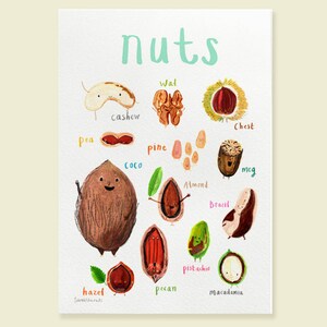 Nuts Art Print A4 - Etsy UK