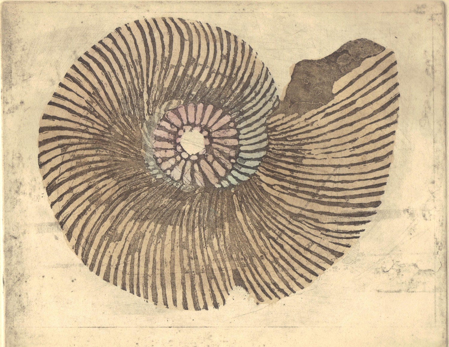 Nautilus Shell /etching | Etsy