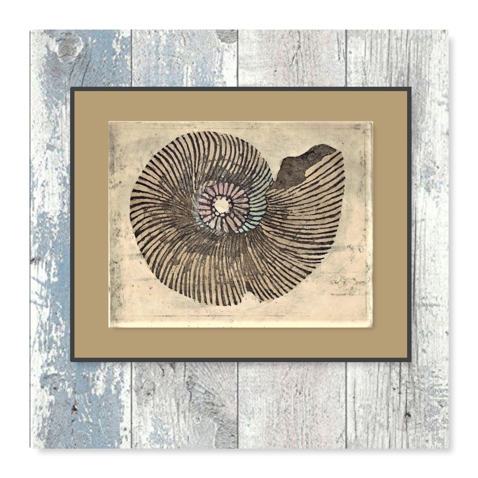 Nautilus Shell /etching - Etsy