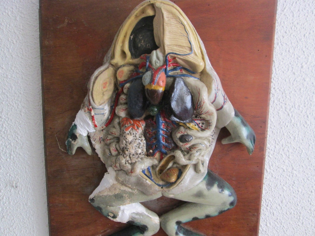 Vintage Frog Anatomy Plaster Model by E. Deyrolle - Etsy