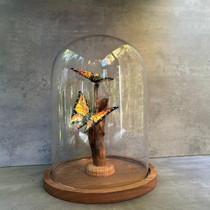 Glass Cloche Dome Bell Jar Wooden Base for Plants Terrarium 28cm Clock ...