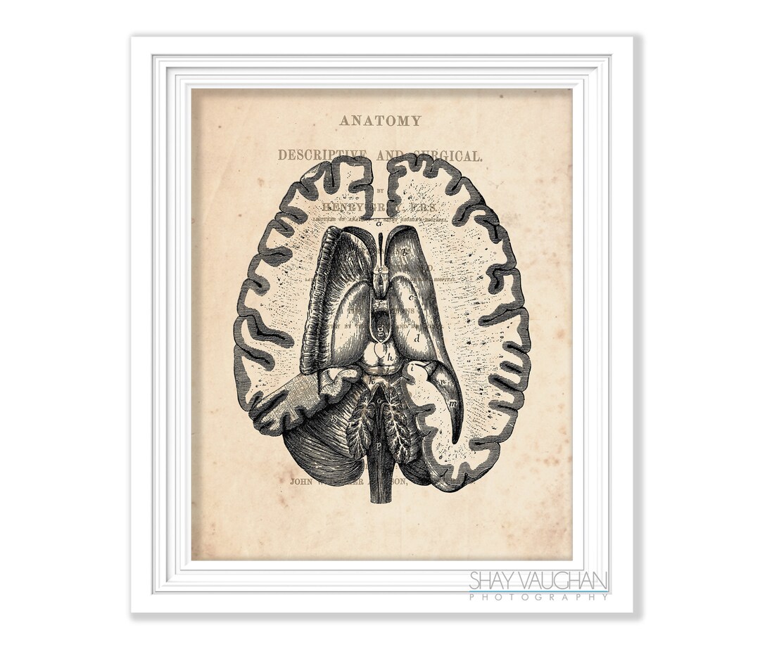 Human Brain Print Anatomy Art Vintage Anatomy Brain Print Anatomical ...
