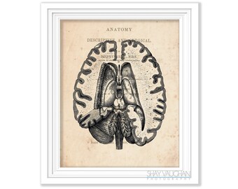 Human Brain Print - Etsy