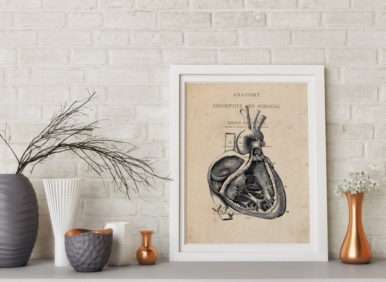 Heart Anatomy Art Vintage Anatomy Heart Print Anatomical Heart - Etsy