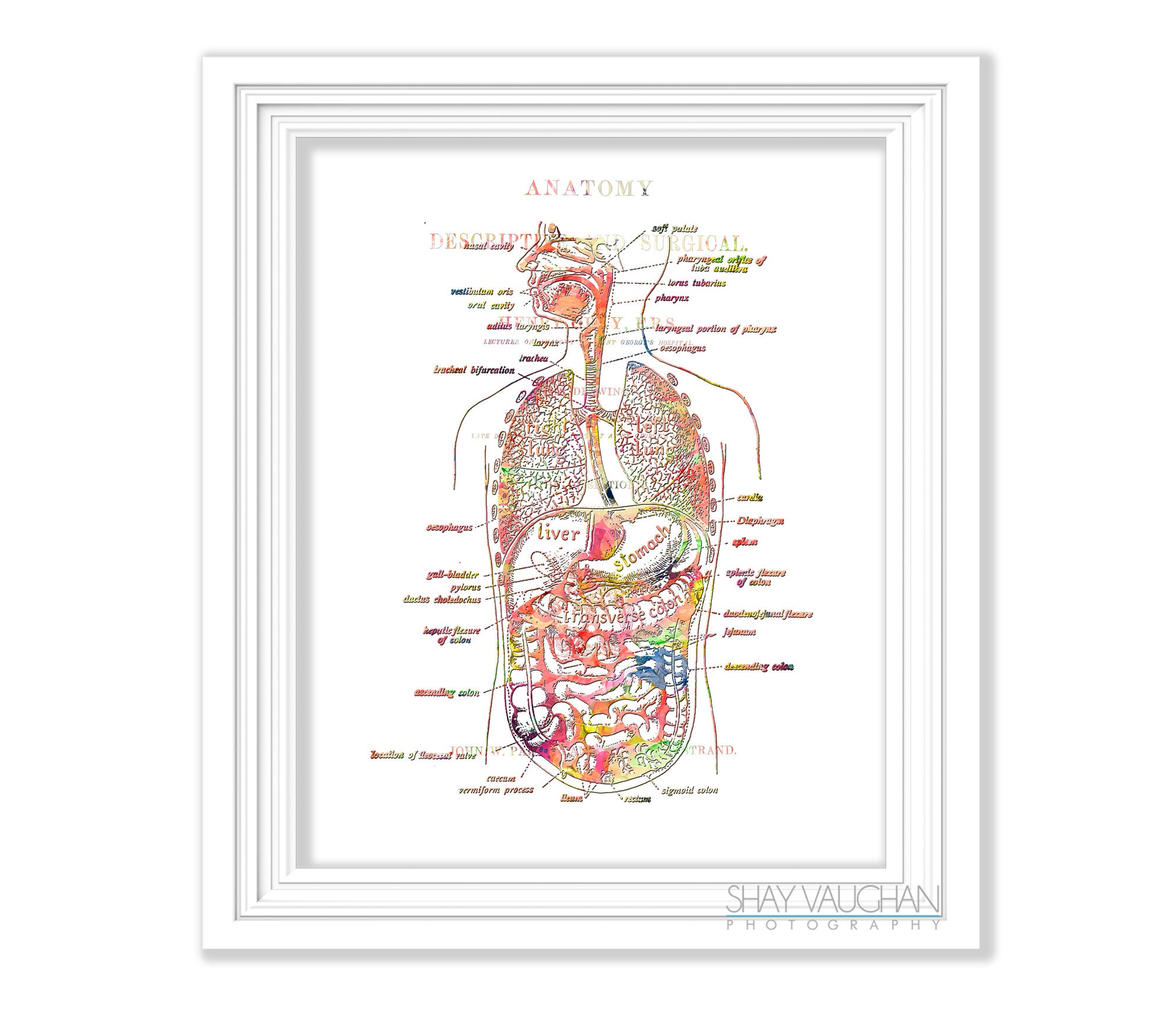 Gastrointestinal Anatomy Posters