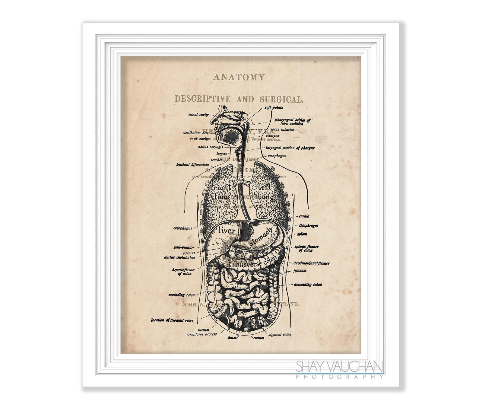 Digestive System Anatomy Art Print Vintage Anatomy Digestive Tract ...