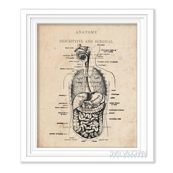 Digestive System Poster - Etsy