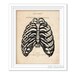 Rib Cage Anatomy Art Vintage Anatomy Rib Cage Print Anatomical Rib Cage ...