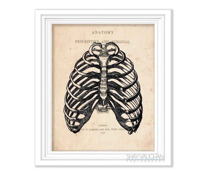 Rib Cage Anatomy Art Vintage Anatomy Rib Cage Print Anatomical | Etsy