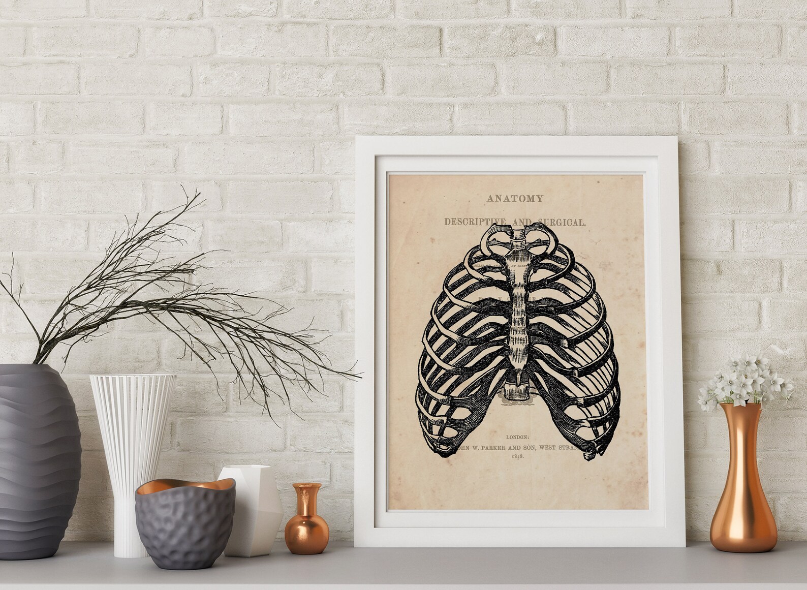 Rib Cage Anatomy Art Vintage Anatomy Rib Cage Print Anatomical - Etsy