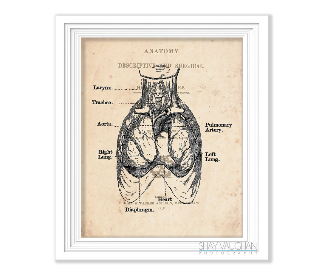 Human Respiratory System Print Anatomy Vintage Anatomy Lungs Art Print ...