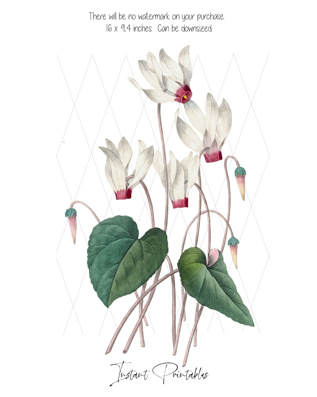 Cyclamen Flower PNG, Botanical Drawing, Transparent Clipart (digital ...