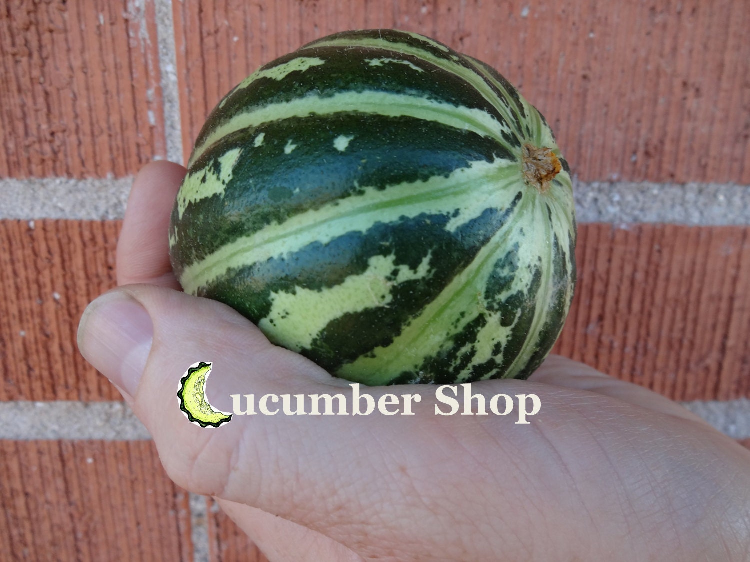 Carosello Massafrese Cucumber Seeds - Etsy