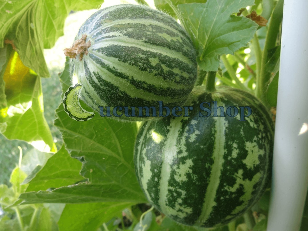 Carosello Massafrese Cucumber Seeds - Etsy
