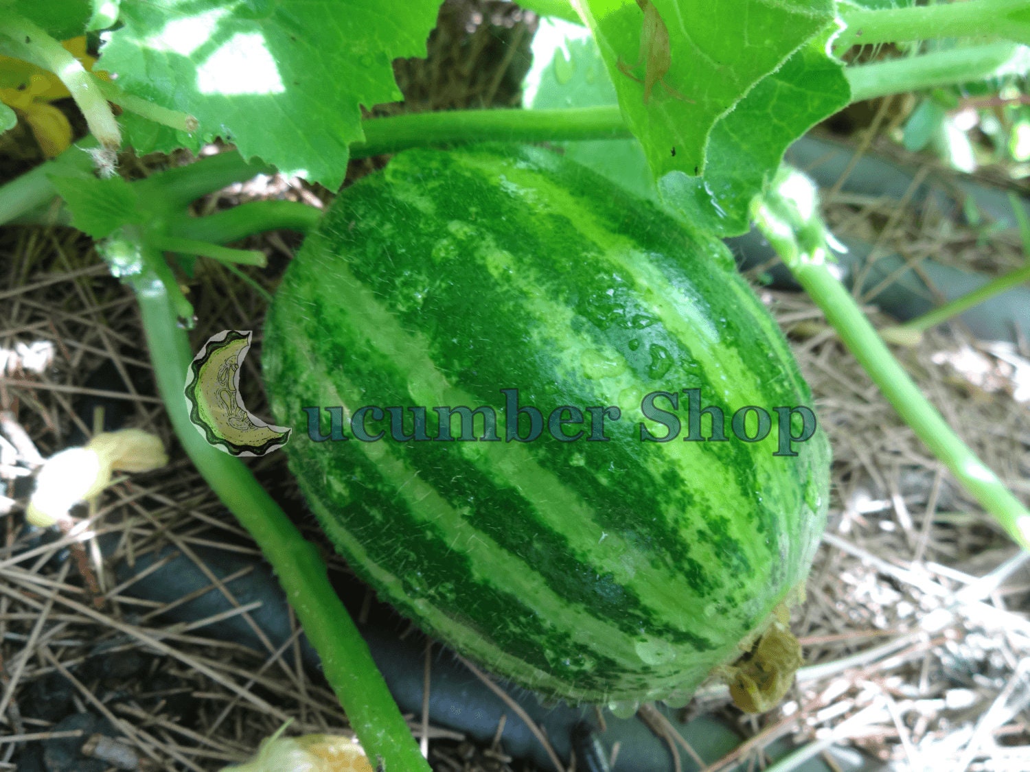 Carosello Massafrese Cucumber Seeds - Etsy