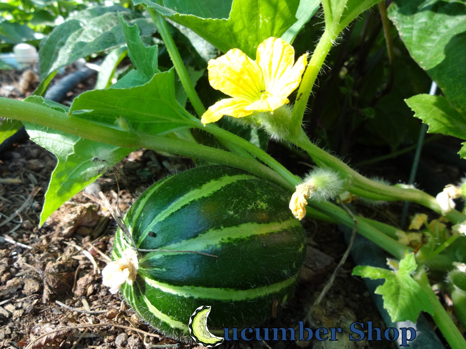 Carosello Massafra Cucumber Seeds - Etsy