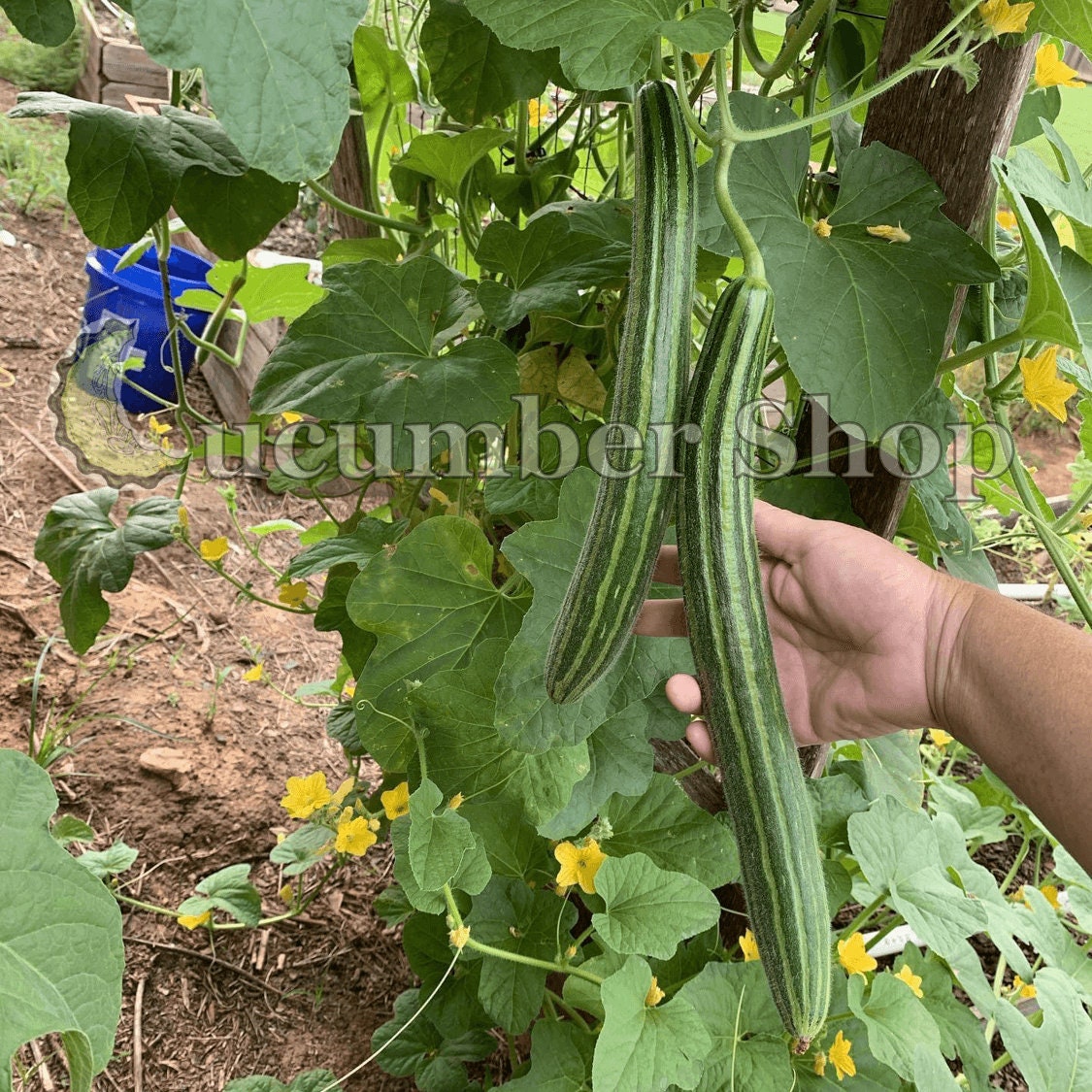 24 Painted Serpent Striped Armenian Cucumber Seeds - Etsy