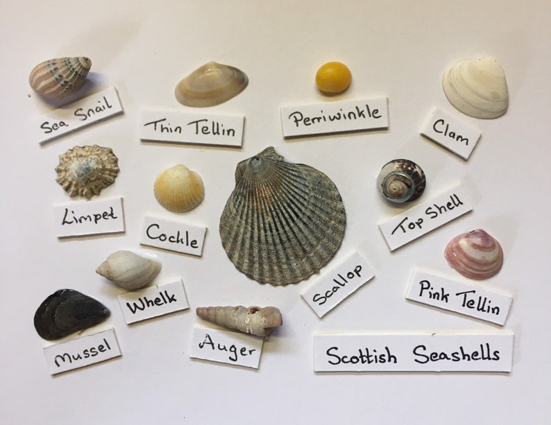Framed Scottish seashell collection educational sea shell | Etsy