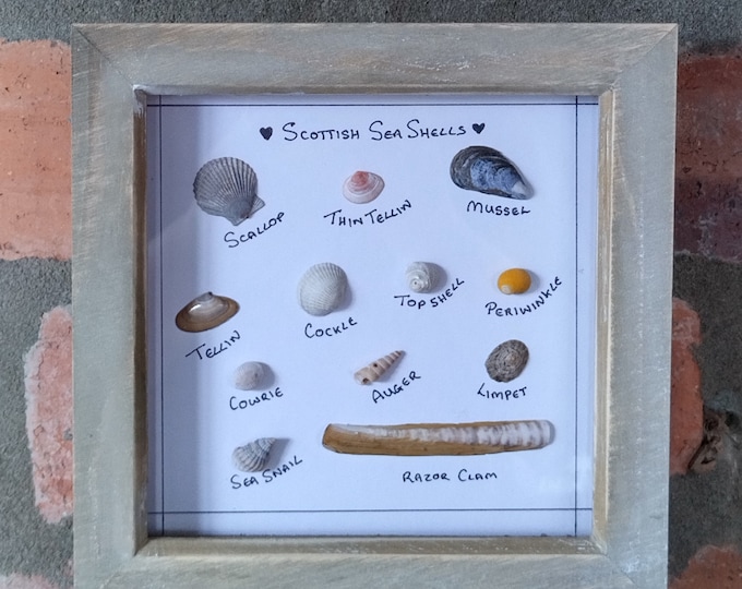 Framed Scottish Seashell Collection, Educational Sea Shell Display Box ...