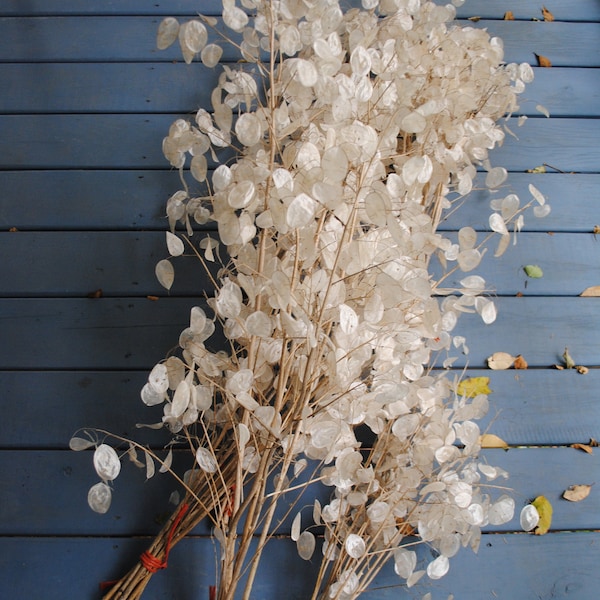 Dried Plant - Etsy